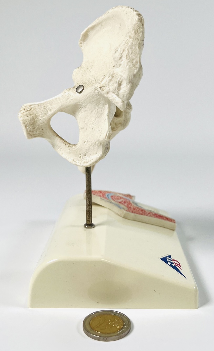 Model heupgewricht - auctions & price archive