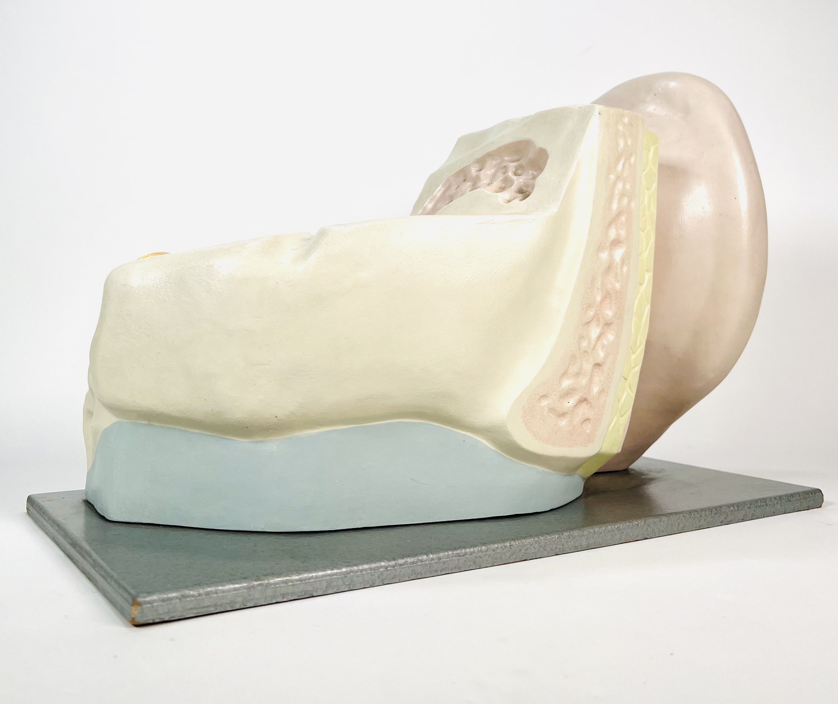 503. Anatomisch model oor