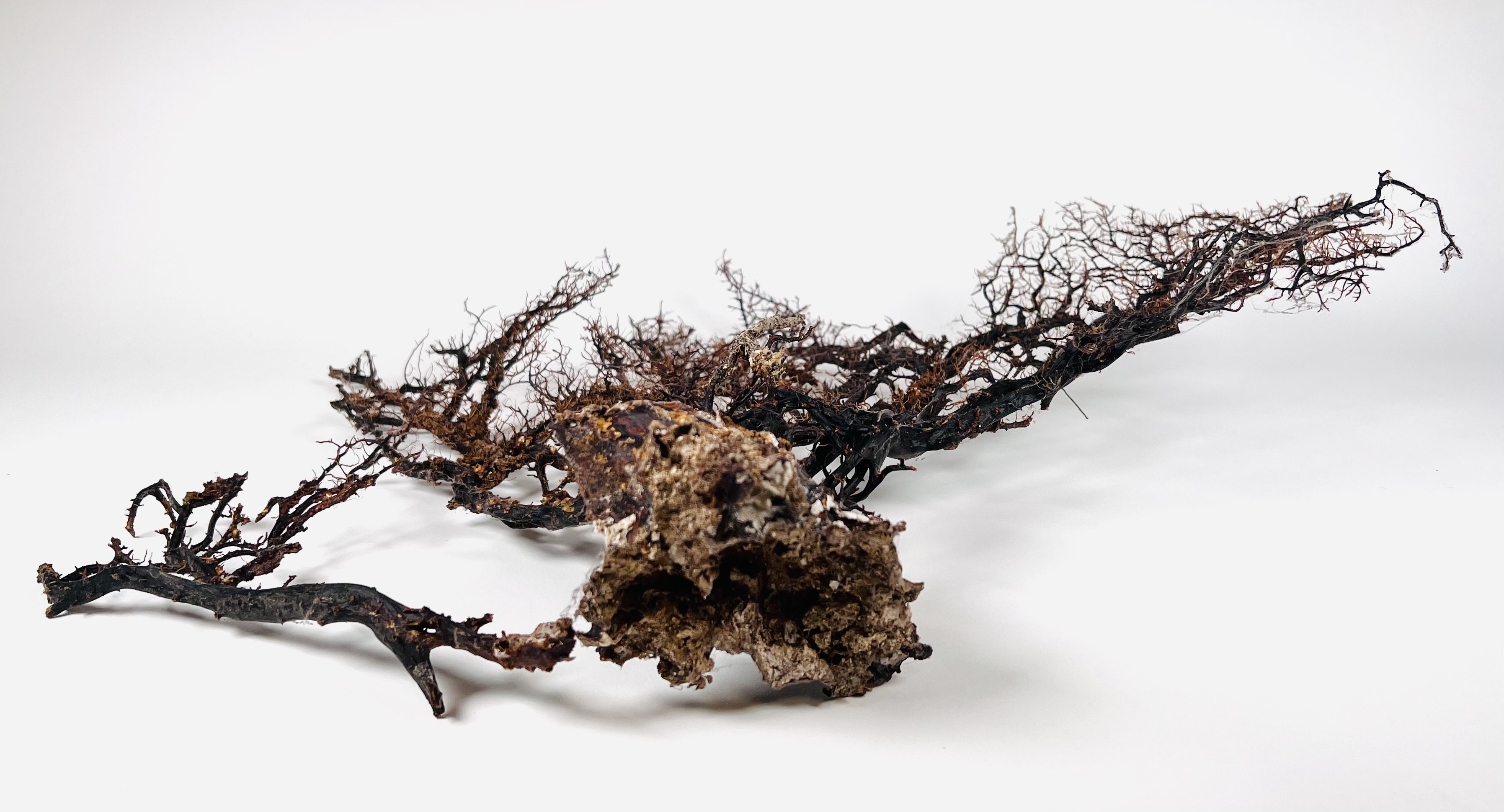 86. Zeewaaier koraal