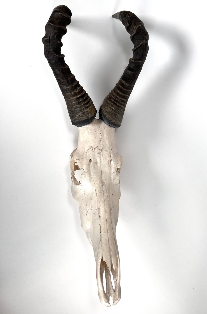 162. Springbok schedel met gewei